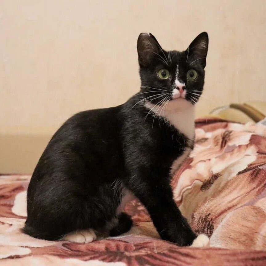 Короткошерстный котенрк в дар