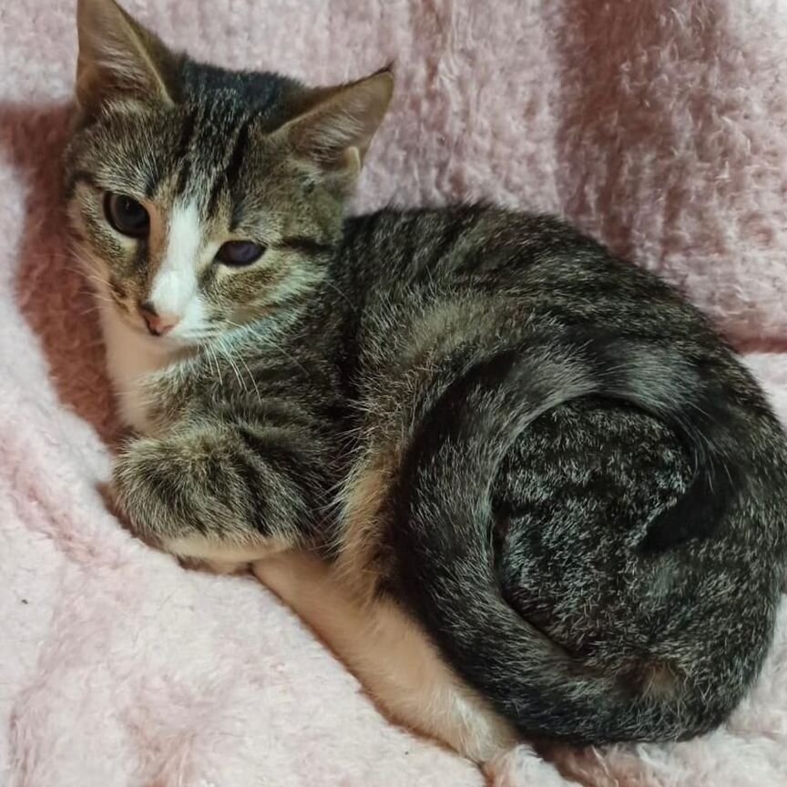 Котенок Джесси