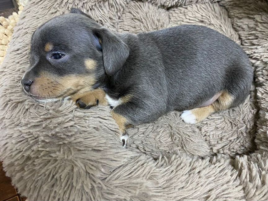 Продаю кутят