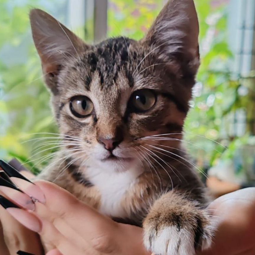 Найдена кошка