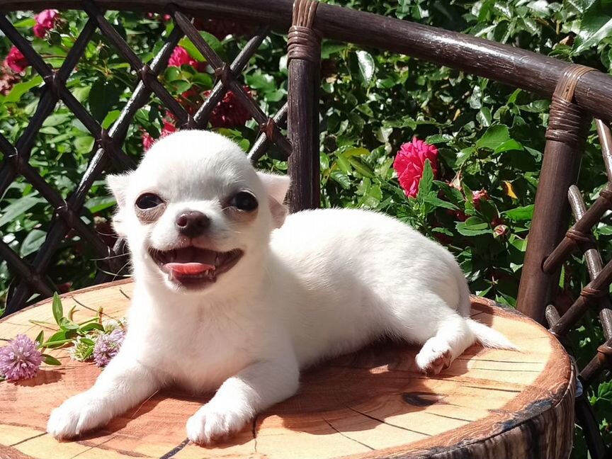 Щенки чихуахуа из питомника Хэппи Бэнд