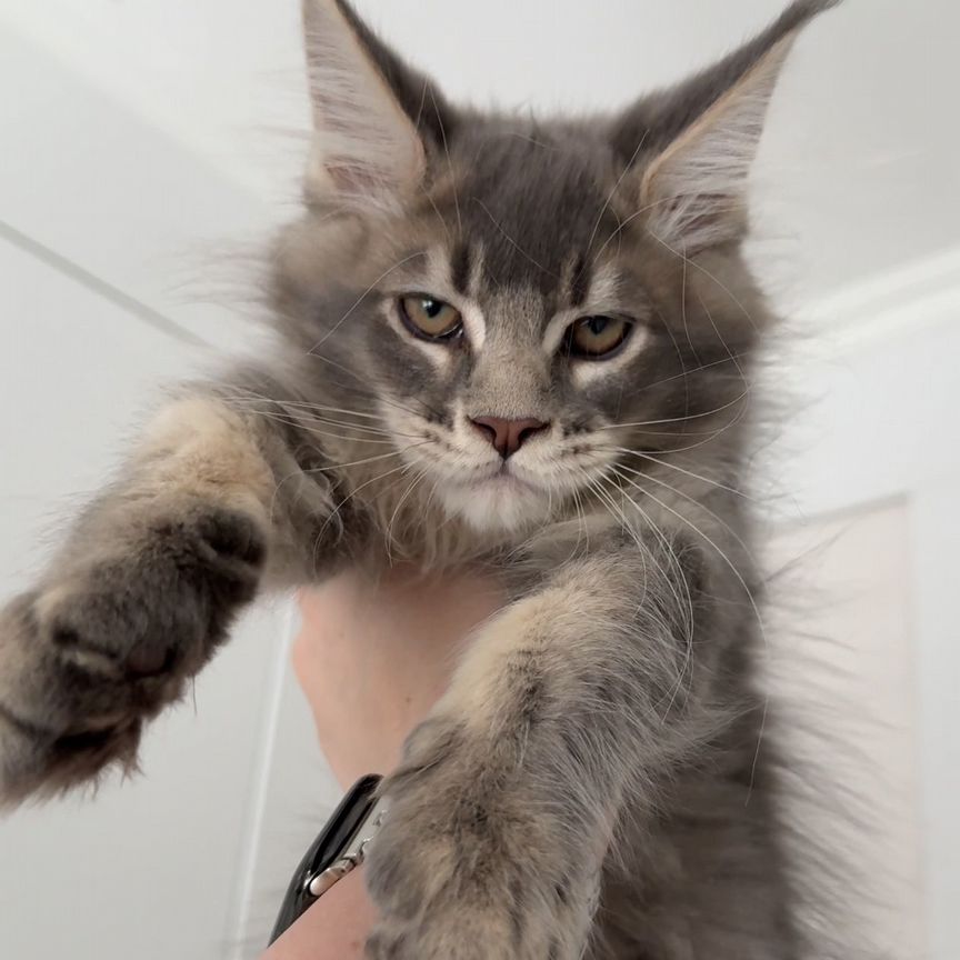 Мейн-кун котёнок