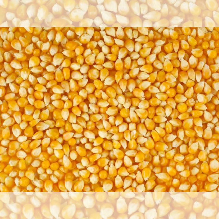 Кукуруза зерно