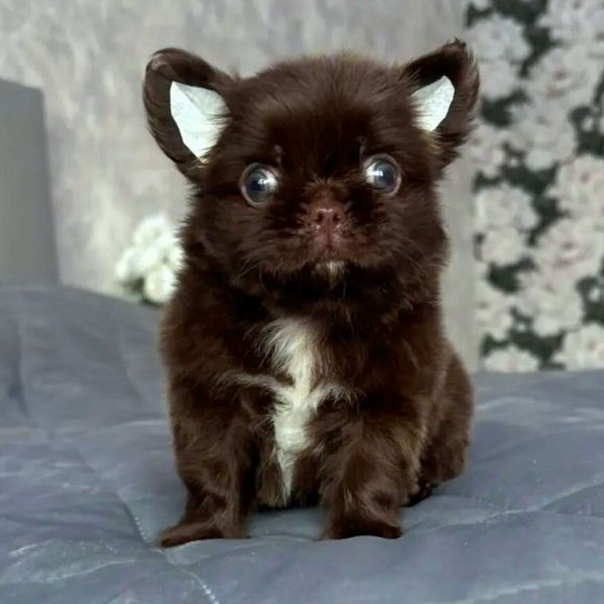 Чихуахуа, щенок