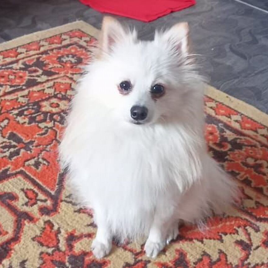 Ищем сучку для случки порода шпиц