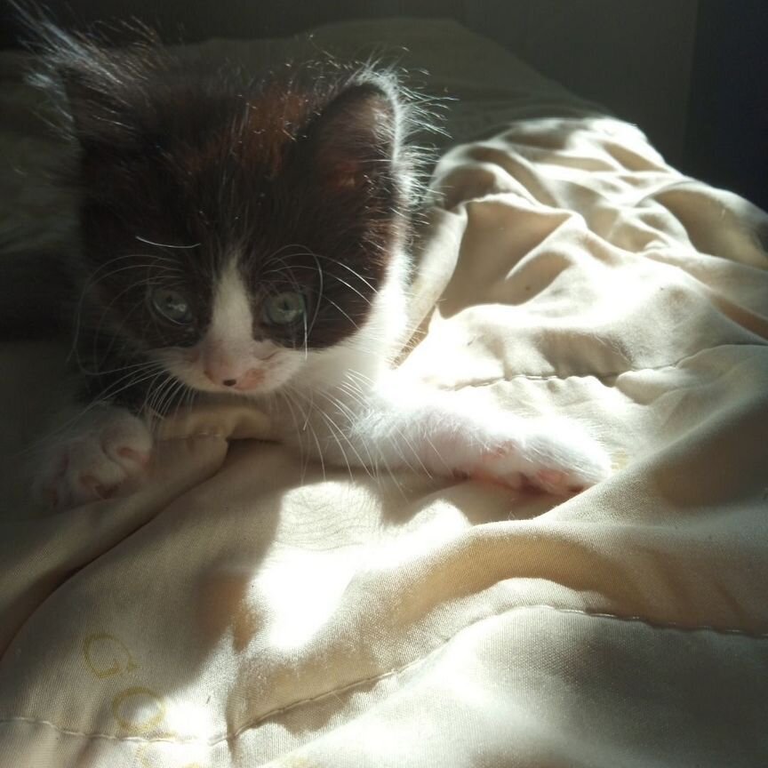 Котята