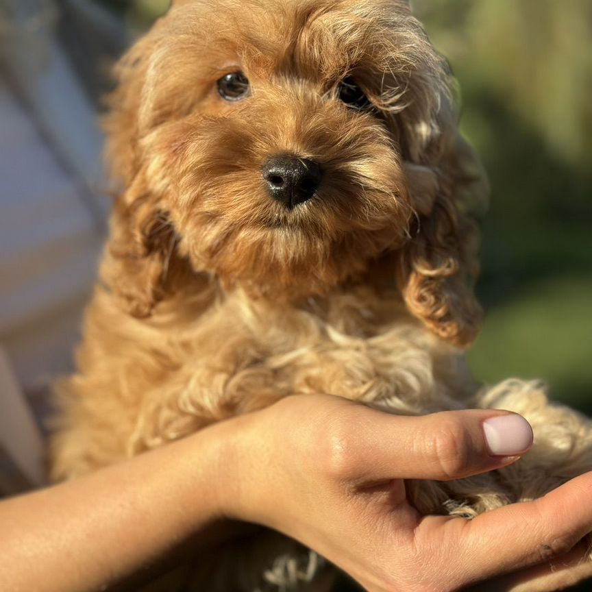 Кокапу Мальчики