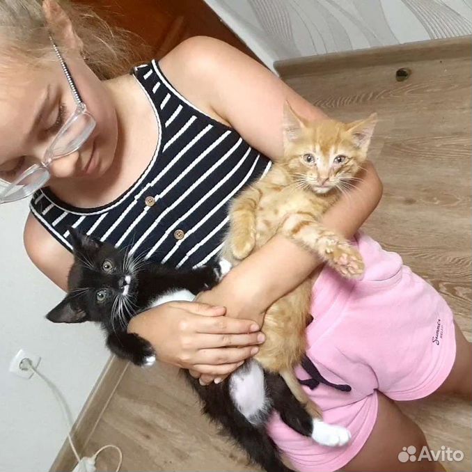 Крымские котята