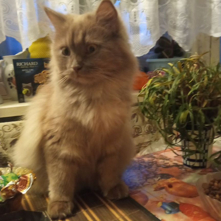 Британская длинношёрстная кошка, взрослая