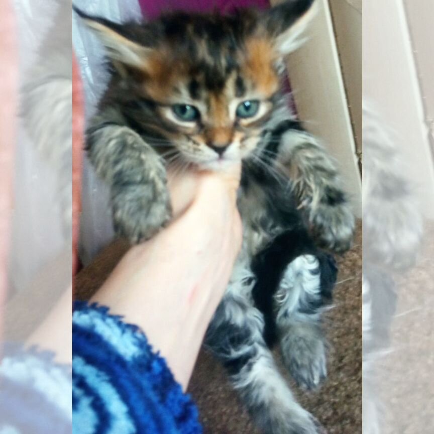 Мейн-кун котёнок