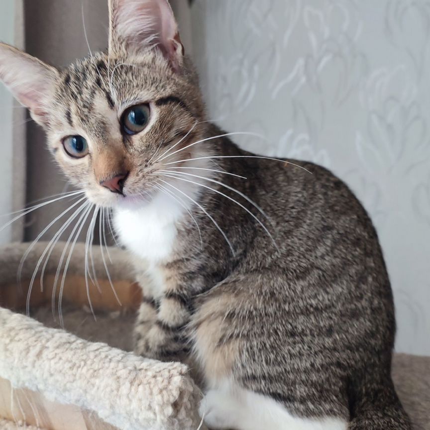 Кошка Грушка