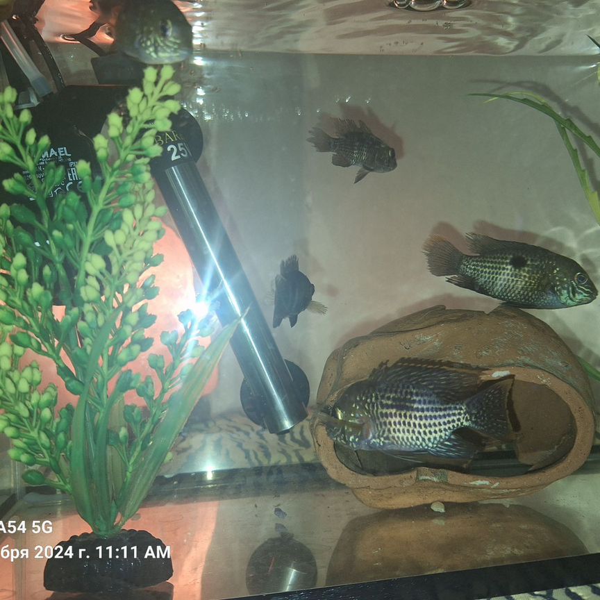 Рыбки акара