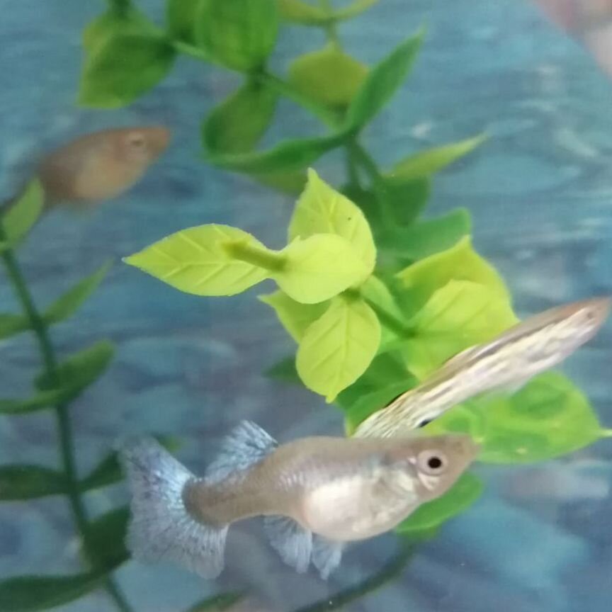 Аквариумные рыбки Гуппи