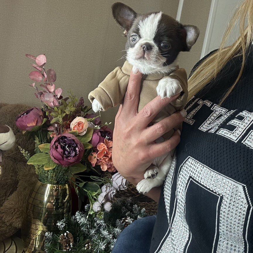 Чихуахуа, щенок