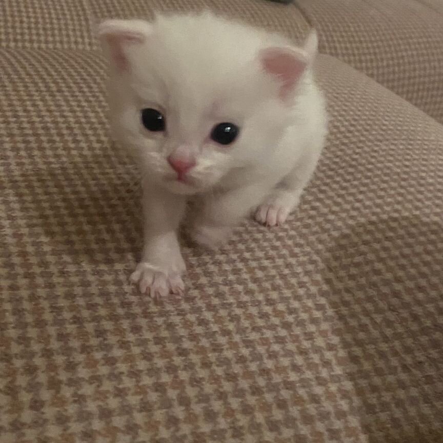 Котята от кошки мышиловки
