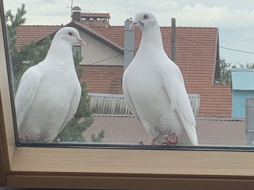 Белые голуби для свадеб