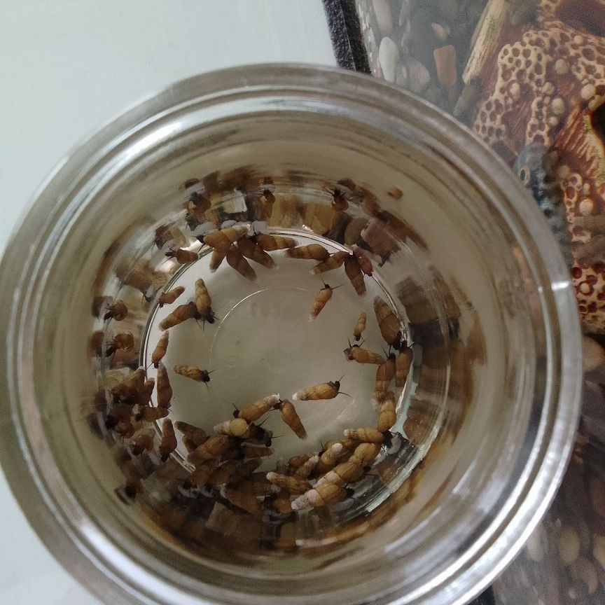 Аквариумные улитки рожки