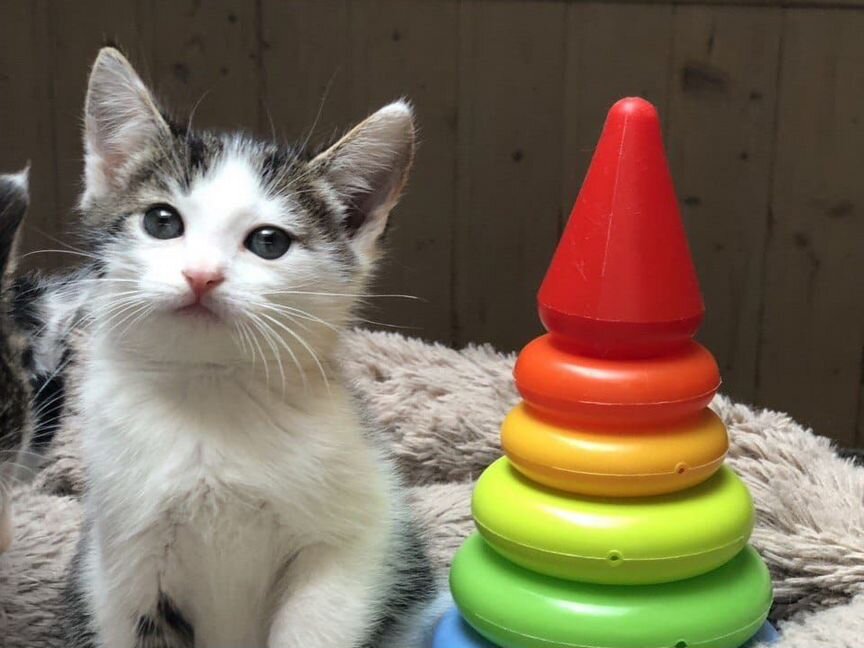 Котенок мальчик бесплатно