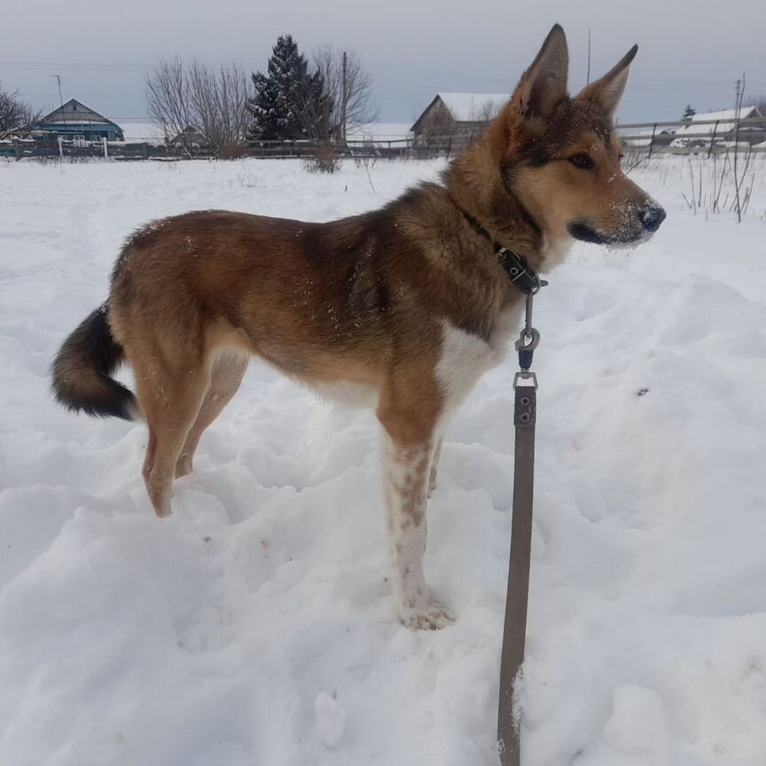 Отдам собаку в хорошие руки