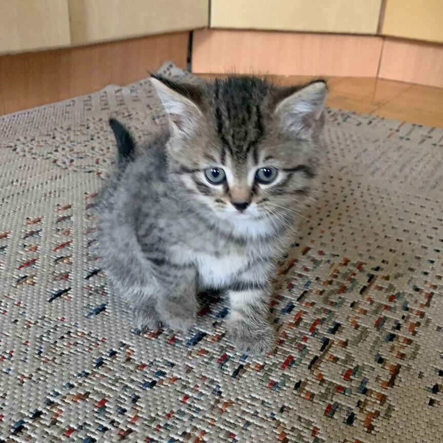 Отдам шотландского котенка