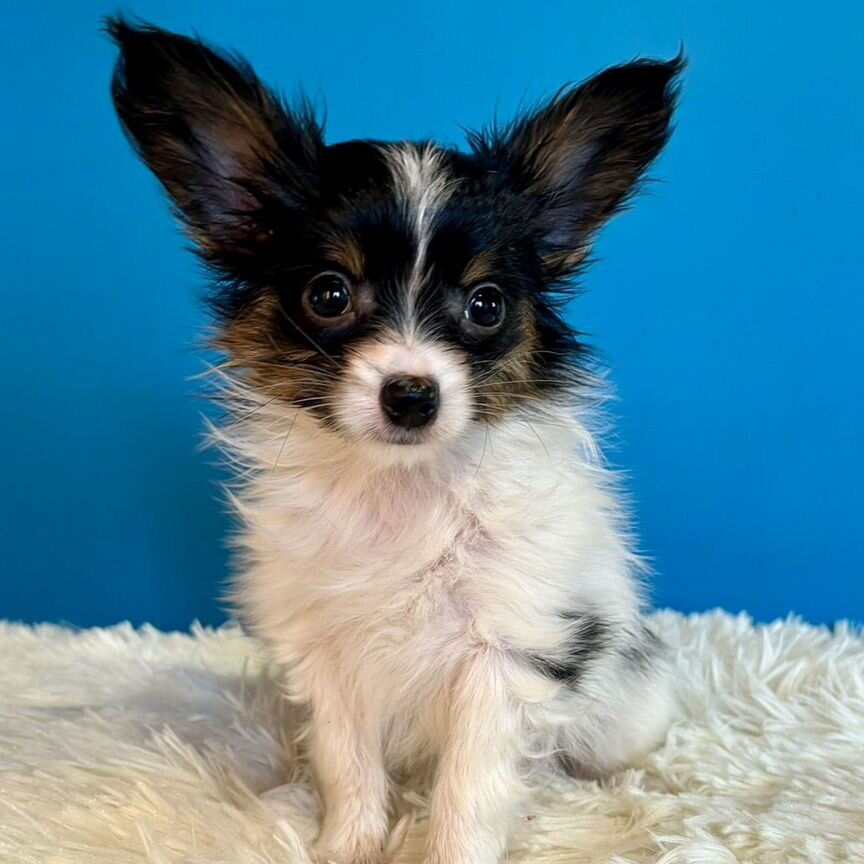 Континентальный той-спаниель папильон, щенок