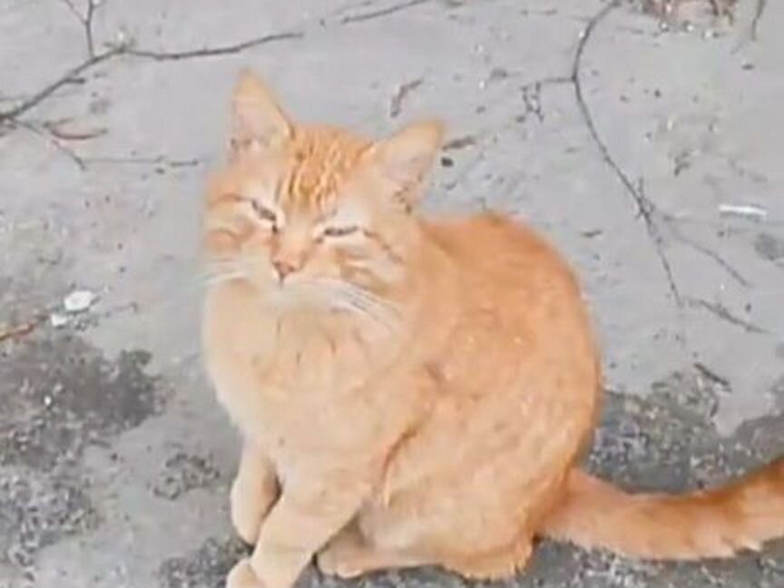 Котик в добрые руки