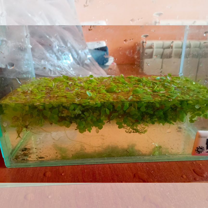 Аквариумная прополка