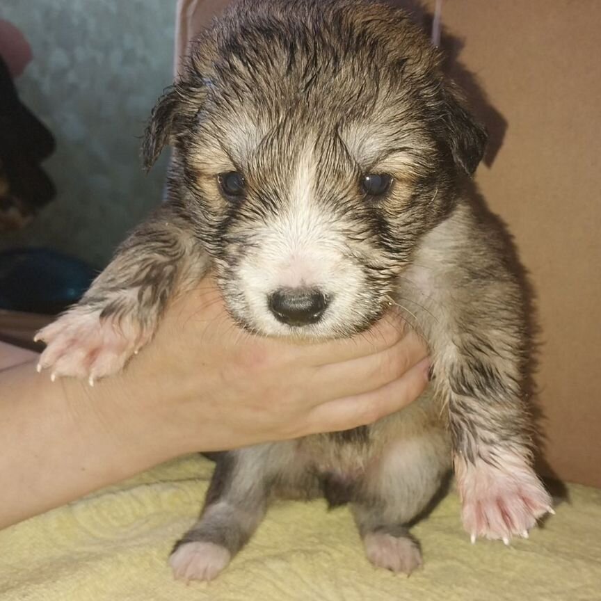 Щенок в добрые руки