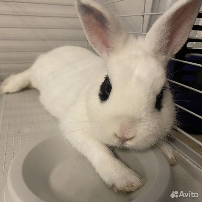 Кролик хотот 1 год самец