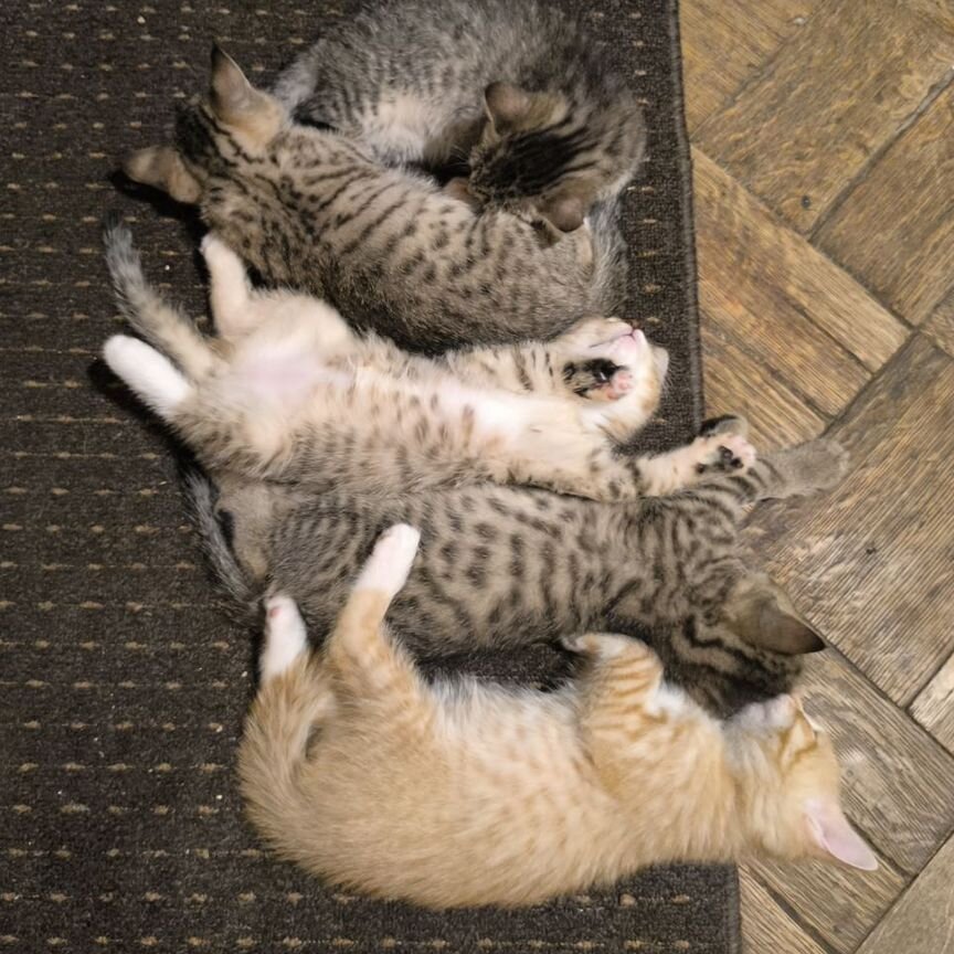 Котята в добрые руки бесплатно