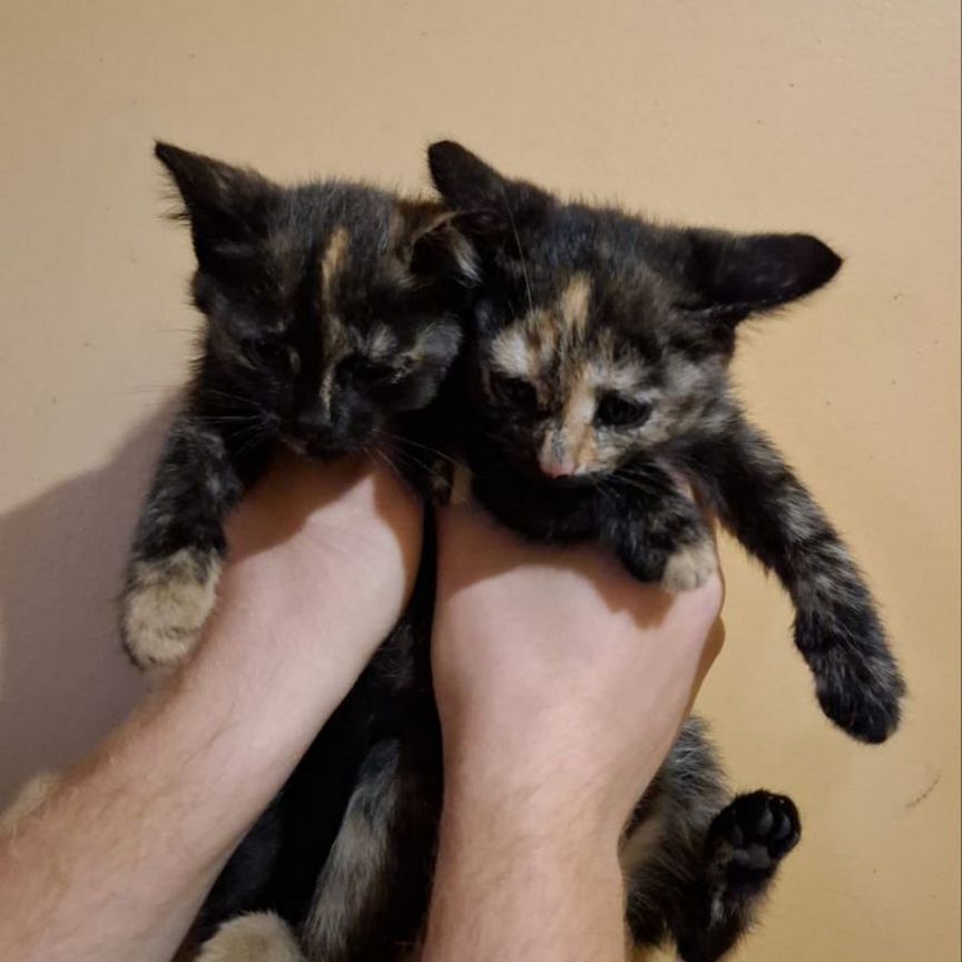 Котята в добрые руки бесплатно