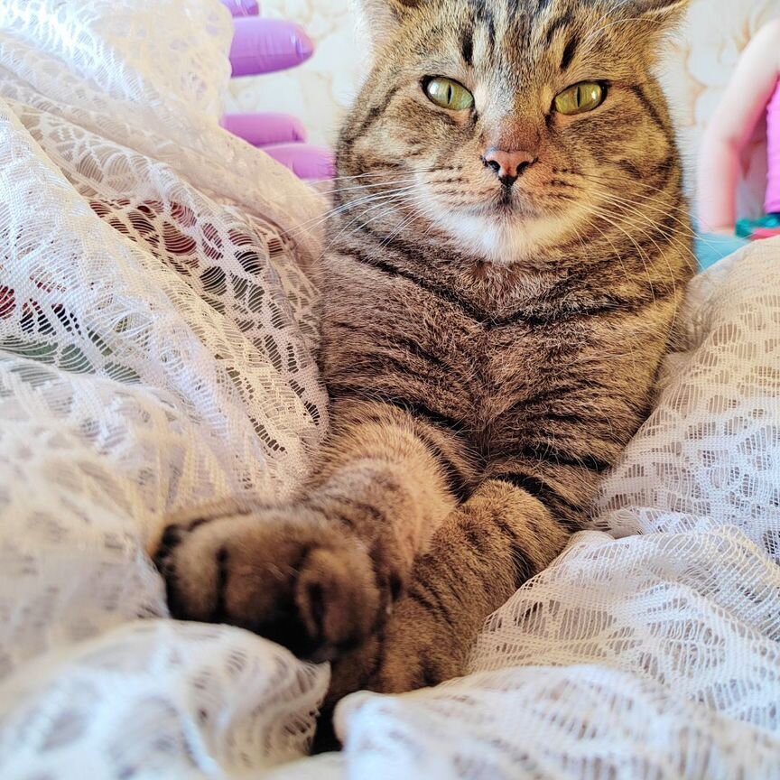 Кот в добрые руки
