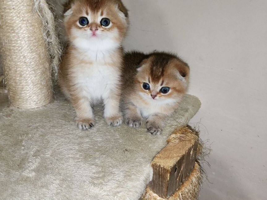 Шотландская малышня