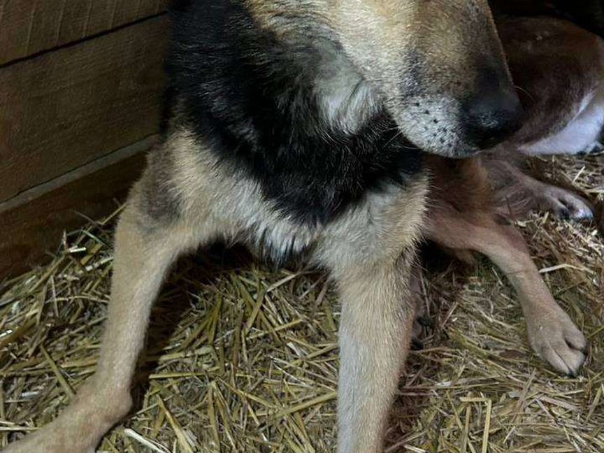 Шанель, ни когда не попадет домой. Спасите