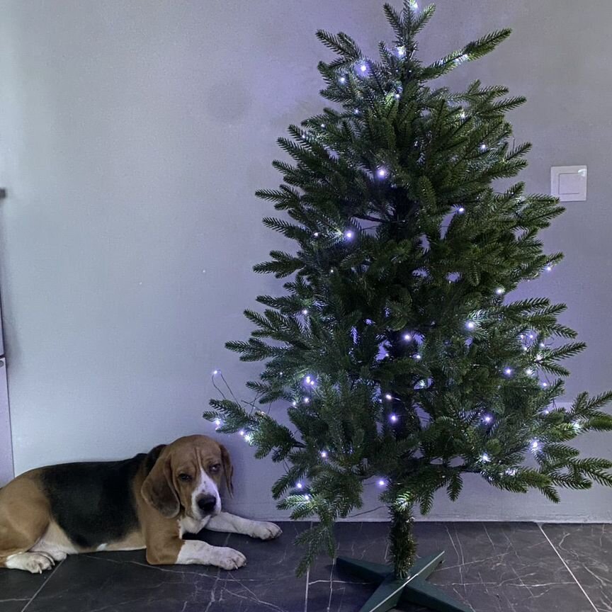 Кобель бигль 2 года