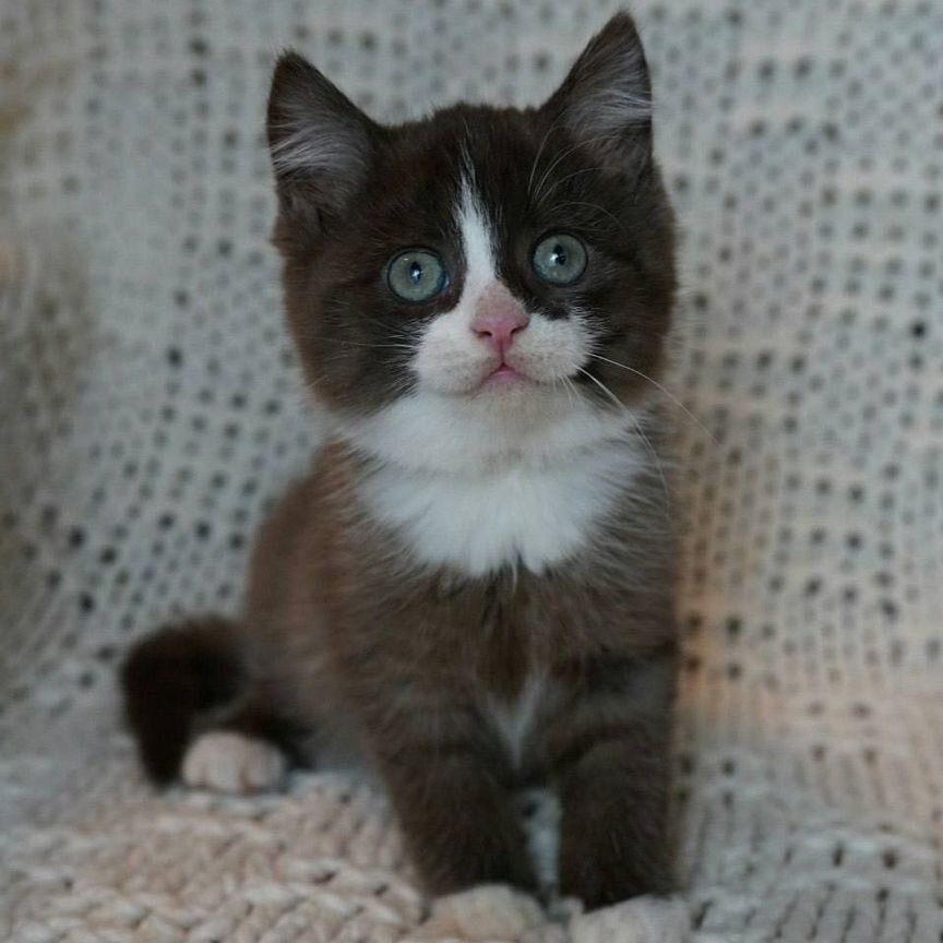 Котенок девочка в добрые руки