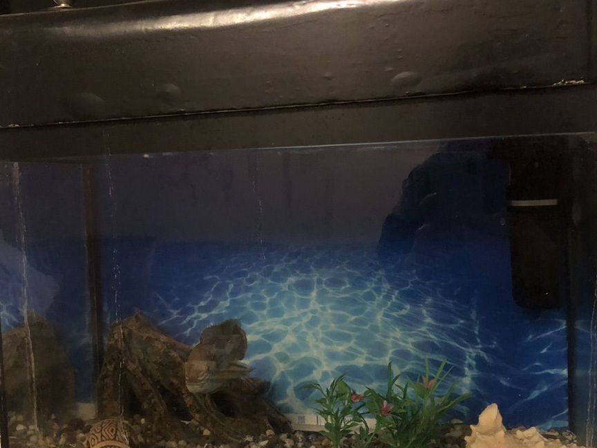 Аквапиум с рыбкой м кормом