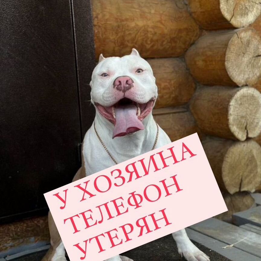 Питбуль вязка