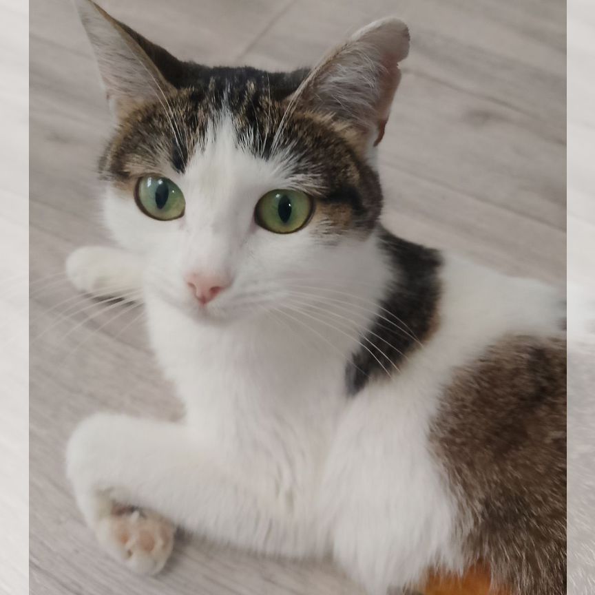 Кошечка, молодая