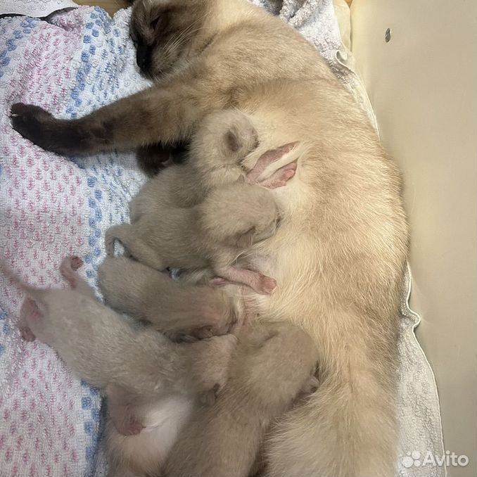 Тайская /Бурманская