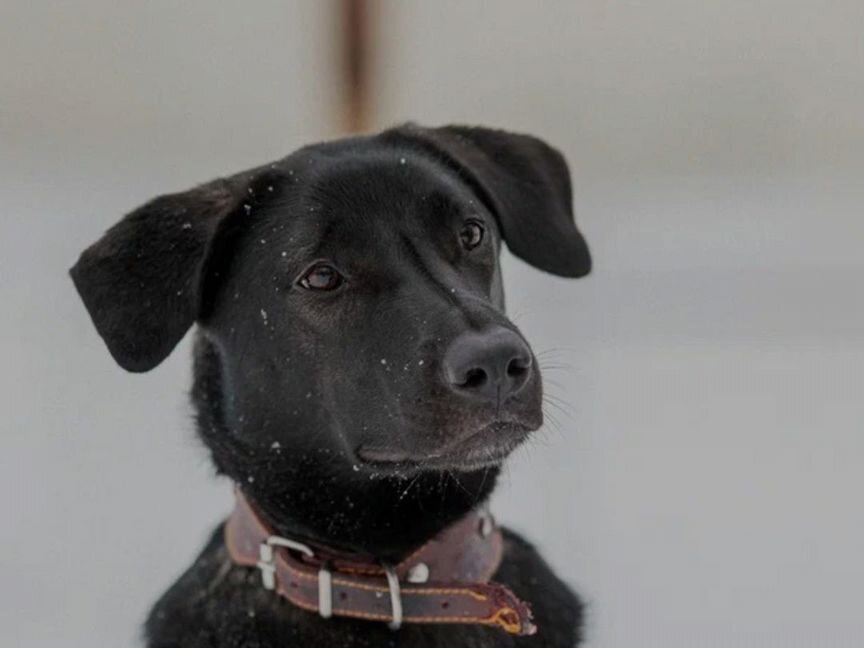 Лана
