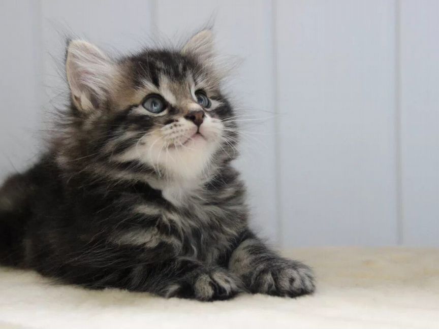 Мейн-кун метисы