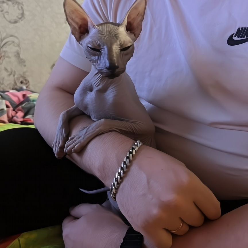 Донской сфинкс, взрослая кошка