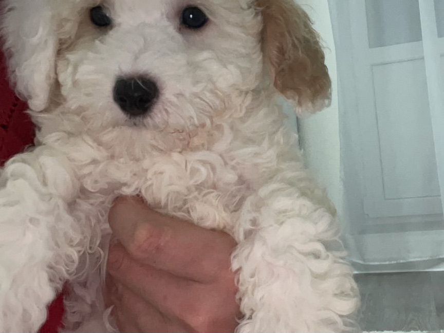 Щенок той пудель шьен пати колор