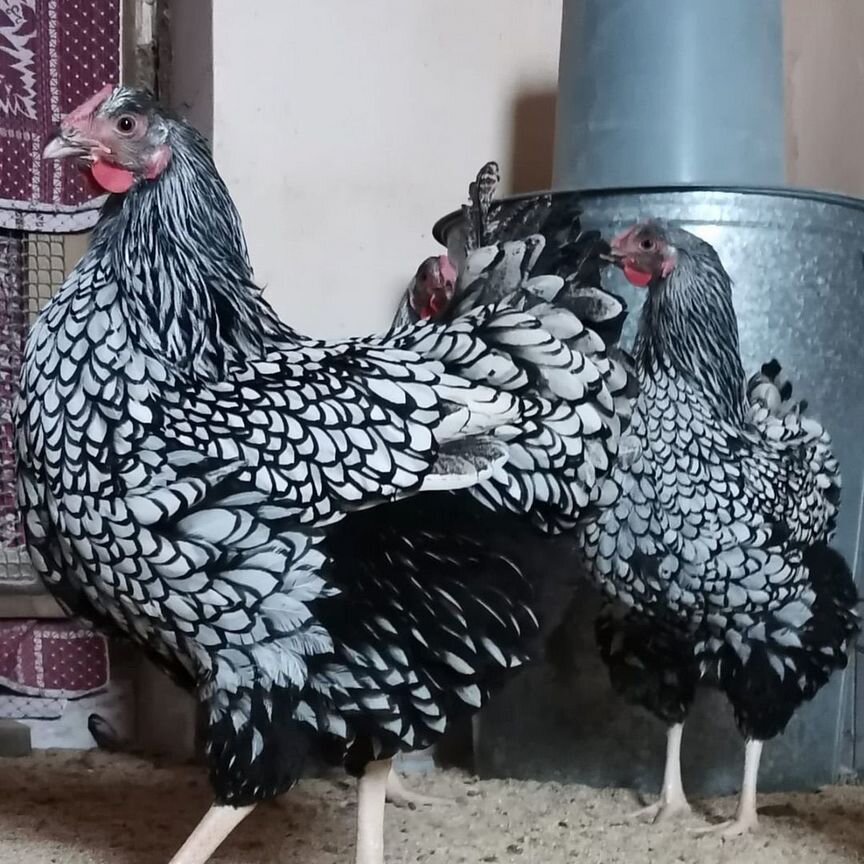 Курицы несушки