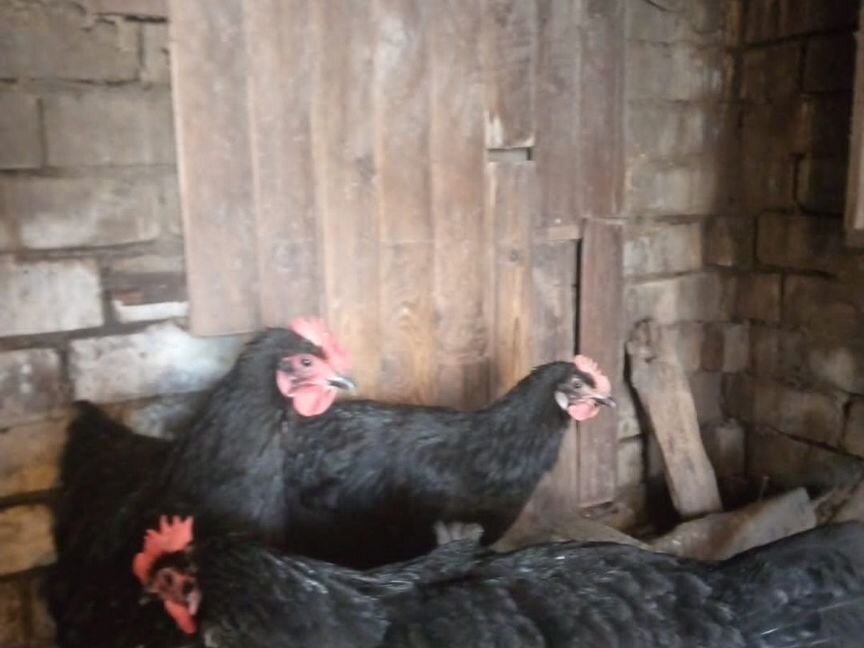 Инкубационное яйцо кур