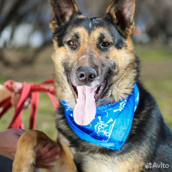 Воспитанный пес Овчарка по имени Лукум