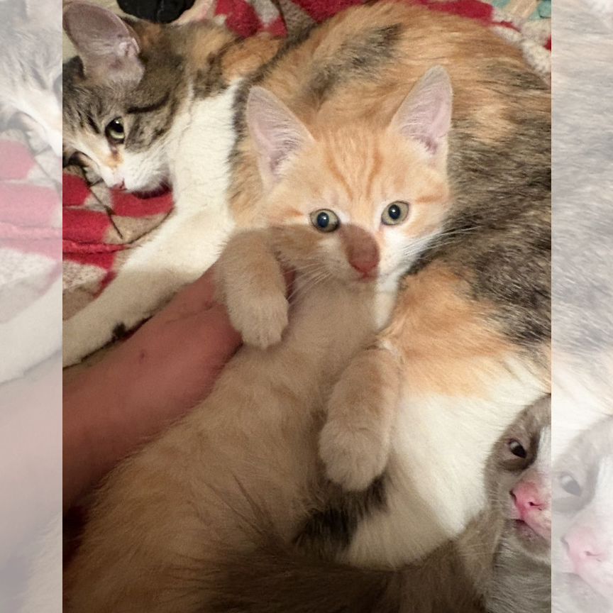 Котёнок в добрые руки