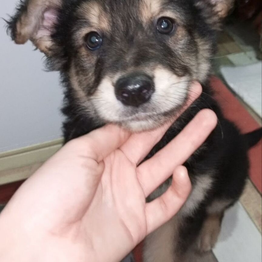 Щенок, мальчик ждет хозяина