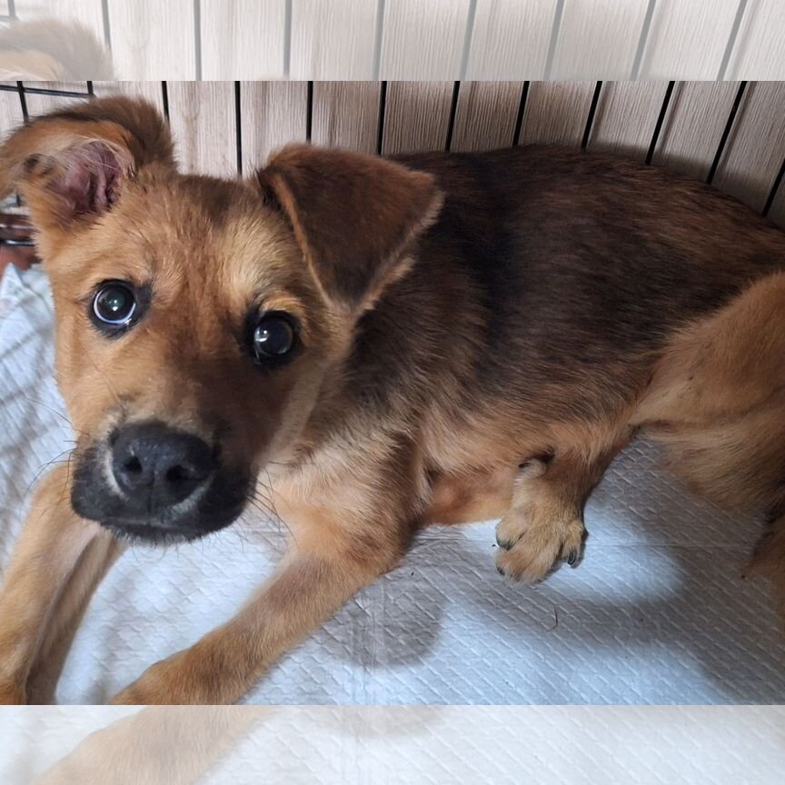 Щенок в добрые руки